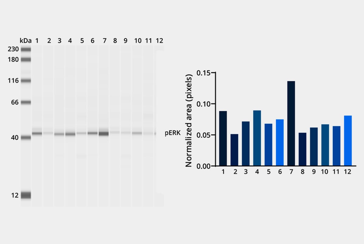 Western Blot Services | Champions Oncology