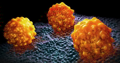 Syngeneic Mouse Models | Champions Oncology